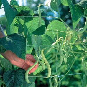 Trellis Netting - Batawa