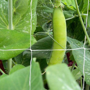 Trellis Netting - Batawa