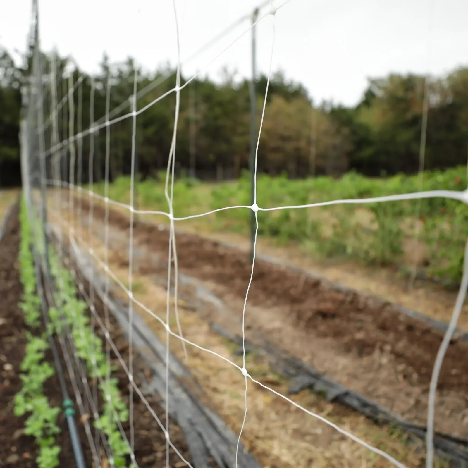 Strong Plant Support Trellis Netting Supplier - Batawa